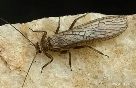 Insects Flashcards Quizlet