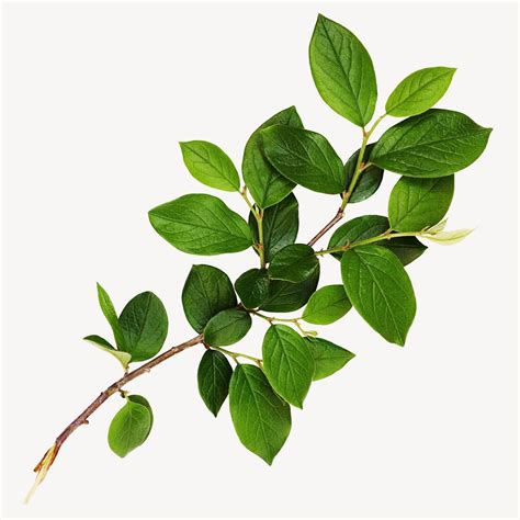 Parfum De La Primavera Par Argos Wikiparfum