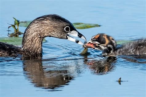 Definitely Not A Duck 5 Fun Facts On Pied Billed Grebes