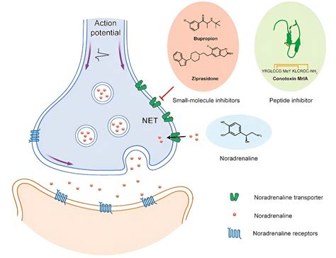 Norepinephrine Structure And Uses