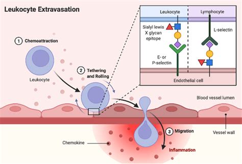 Exam Ii Inflammation Cellular Phase Of Acute Inflammation Flashcards