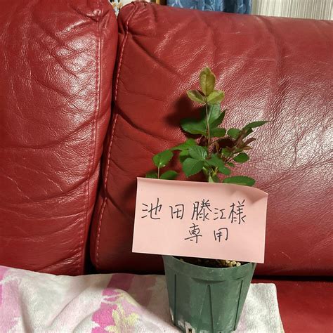 バラの苗 マリエ メルカリ