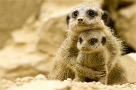 Meerkat Babies The Meerkats At Tropical World In Leeds Hav Flickr