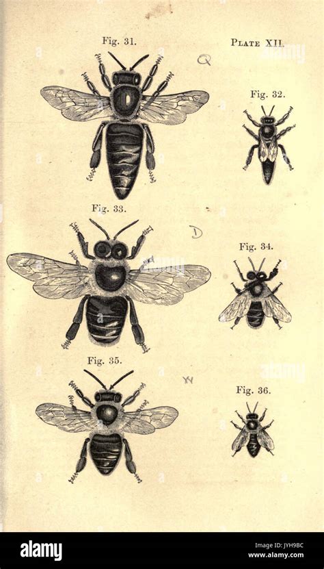 Bee Scientific Illustration