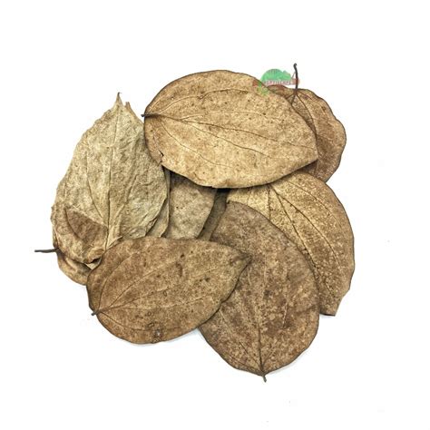 Reptiscape Black Pepper Leaves Reptiscape