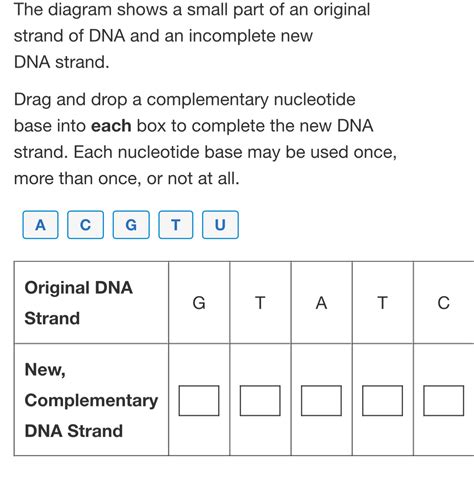 Solved The Diagram Shows A Small Part Of An Original Strand Of Dna And An Incomplete New Dna St