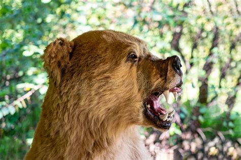 Bear S Head With An Open Mouth Stock Image Image Of Teeth Ursus