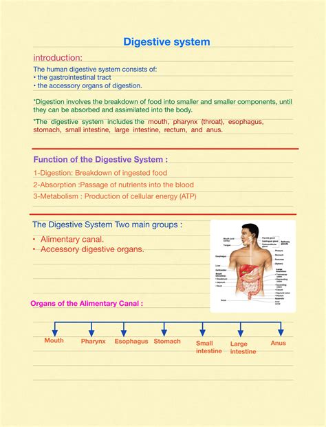 Solution Summary Anatomy For Digestive System Studypool