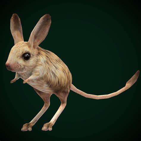 Long Eared Jerboa Rodent 3d Model By Nyilonelycompany