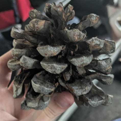 Native Speaker Youtube