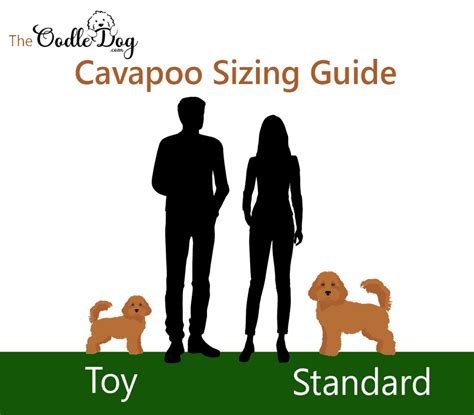 Average Weight For Cavapoo Kg At Jackson Mcpherson Blog