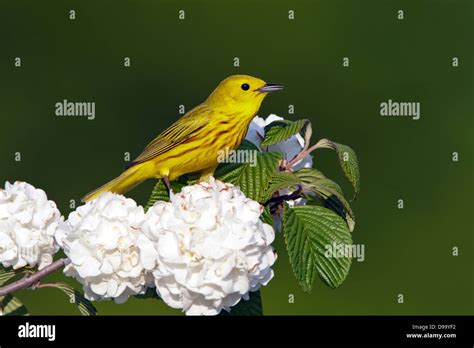 Yellow Warbler Perching In Oakleaf Hydrangea Blossoms Bird Songbird