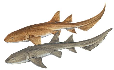 Tawny Nurse Shark Nebrius Ferrugineus — Shark Research Institute