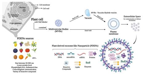 Exosomes Isolated From Plant Creative Biostructure