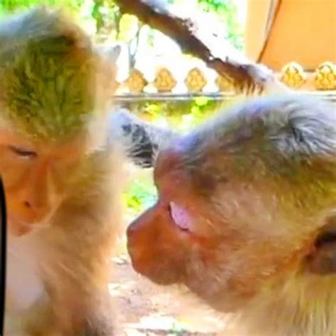 Love Macaque Home Youtube