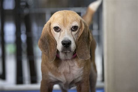 Lexie National Mill Dog Rescue Flickr