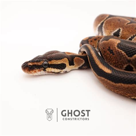 Ball Python Feeding Guide And Rat Size Chart Ghost Constrictors