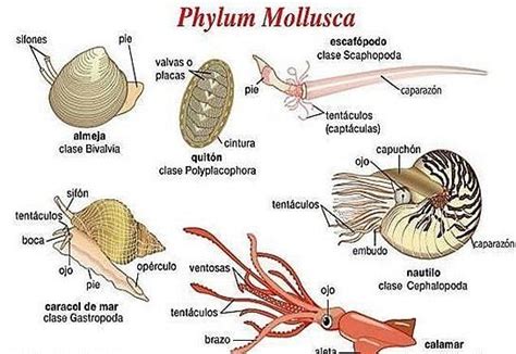 Mollusca ~ Everything You Need To Know With Photos Videos