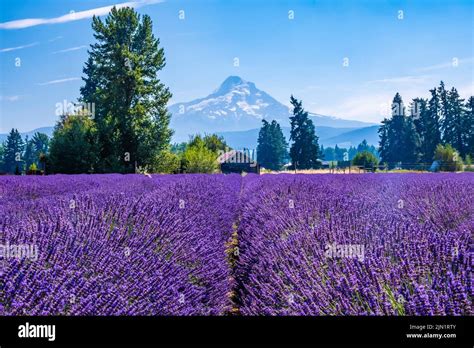 Beautiful Lavender Fields In Mount Hood Oregon Stock Photo Alamy
