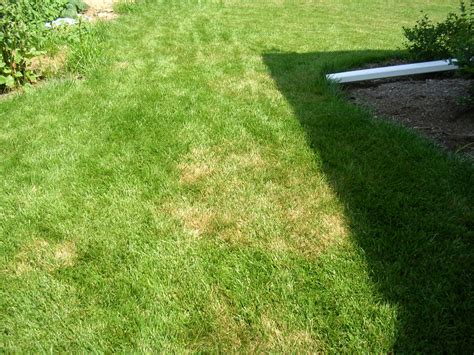 Brown Patch Disease There Is Fungus Among Us