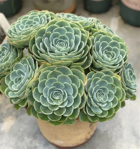 多肉植物图片大全（100种常见多肉图鉴，比花还美，你认识几种？） 说明书网