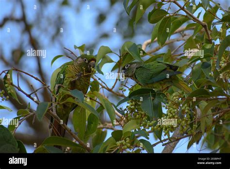 Maroon Bellied Parakeet Pyrrhura Frontalis Also Reddish Bellied Parakeet Maroon Bellied