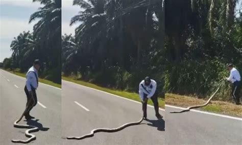 Video Johor Traffic Cop Drags Large Python Off The Road Like A Boss Hype Malaysia
