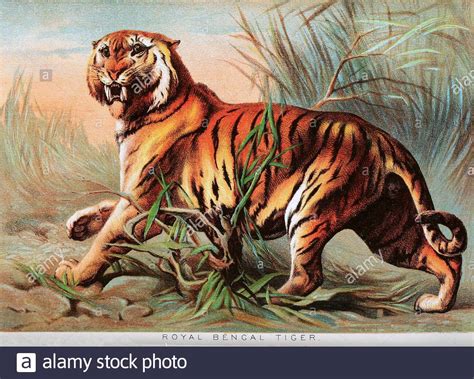 Vintage Tiger Illustration 180039s Tigers African Poster