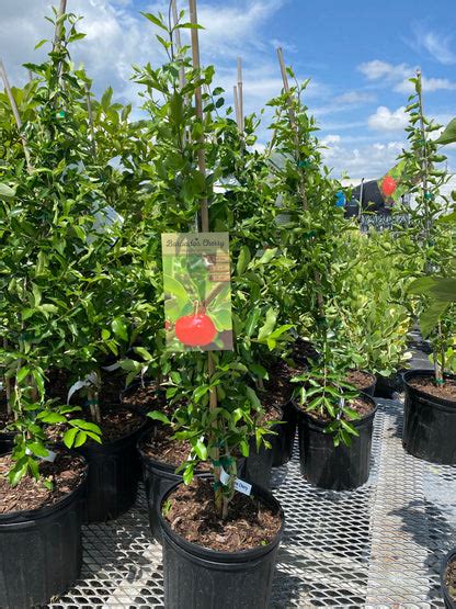 Barbados Acerola Cherry Fruit Tree Eureka Farms