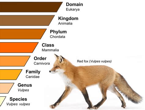 Taxonomy And Metadata What Are The Differences Picvario