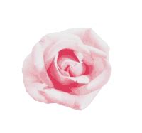 Rosa  Conseguir El Mejor  En Er