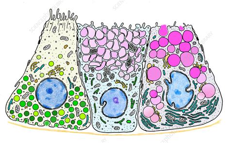 Glandular Epithelium Illustration Stock Image C0621248 Science Photo Library