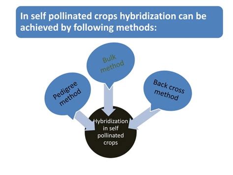 Breeding Techniques In Self Pollinated Crops Presentation Pptx