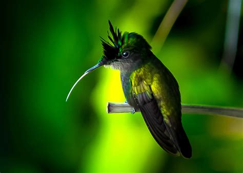 Colibri Huppé Daniel Fauchon Image