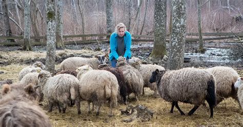 Nipi Rantšo Peletab Linnugrippi Gaasikahuriga