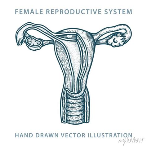 Woman Anatomy Female Reproductive System Hand Drawn Vector