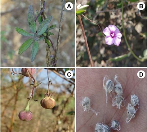 Ipomoea Tenuipes Verdc A Leaf B Flower C Fruits D Seeds