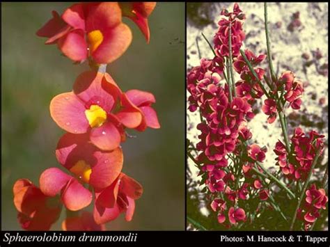 Sphaerolobium Alchetron The Free Social Encyclopedia