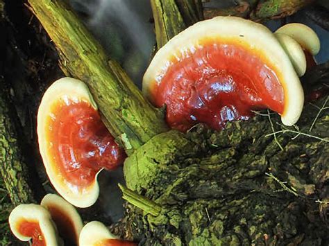 Shelf Mushroom Identification Pictures And Information Green Nature