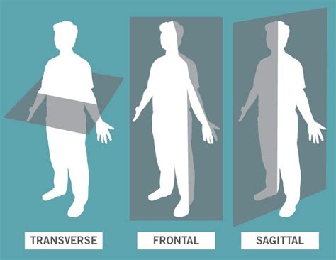 The Planes Of Movement In Exercise And Rehabilitation By Técnica