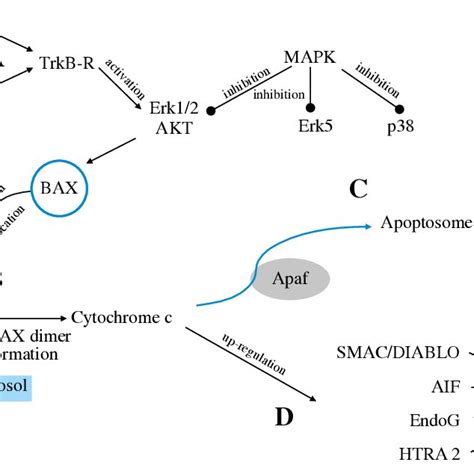 Intrinsic Apoptotic Pathway Description In The Text Download Scientific Diagram