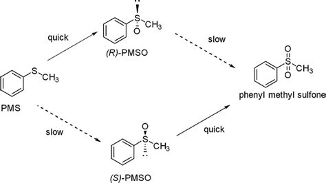 The Putative Pathway For The Enantioselective Bio Oxidation Of Phenyl
