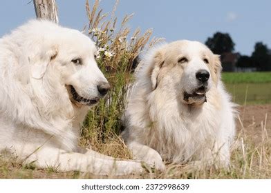 Pyrenean Mountain Dog Mix