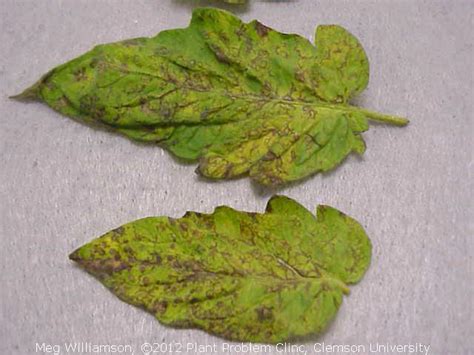 Tomato Diseases And Disorders Home And Garden Information Center