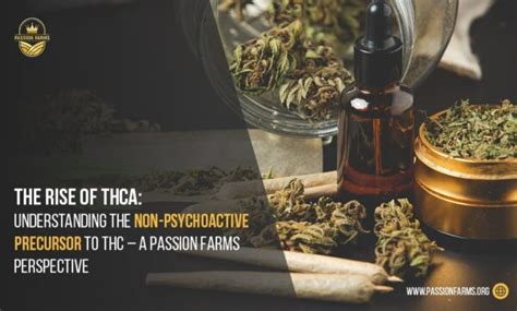 The Rise Of Thca Understanding The Non Psychoactive Precursor To Thc