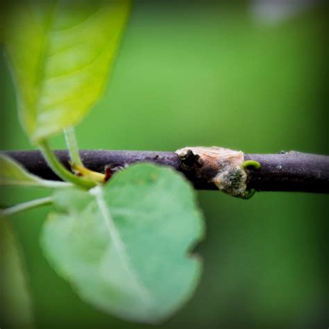 Pieni Puutarha Misteli Omenapuun Oksalla