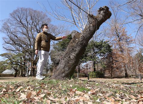 ソメイヨシノは短命って本当？「いや、それは誤解です」 京都の植物園で古い桜が次々「再生中」 ｜まいどなニュース