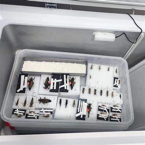 How To Pin And Freeze Dry Grasshoppers Using A Standard Freezer Entoquip