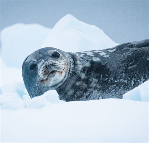 Antarctica Seals Species And Adaptations To The Cold