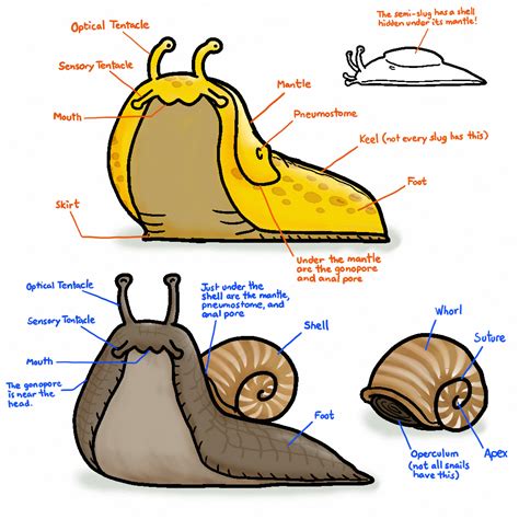 Snail Vs Slug Anatomy At Sandra Madrigal Blog